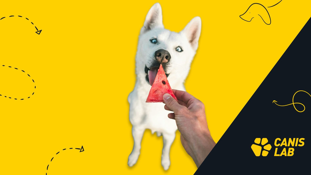 Jak posílit imunitu a zlepšit zažívání psa?– Canis Lab