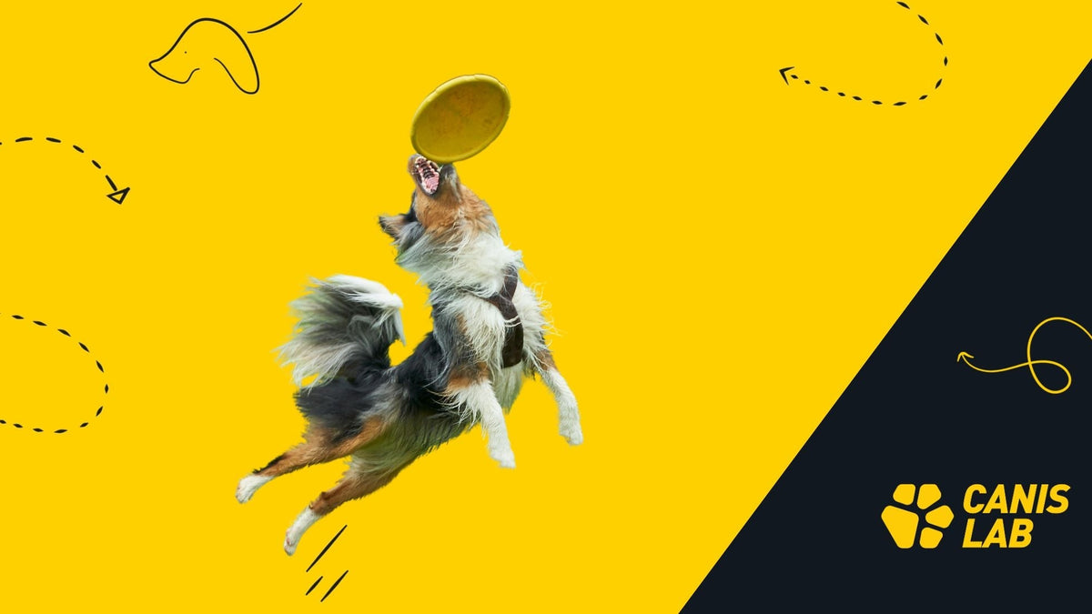 Jak se starat o psí klouby | Nejčastější příčiny špatných kloubů– Canis Lab