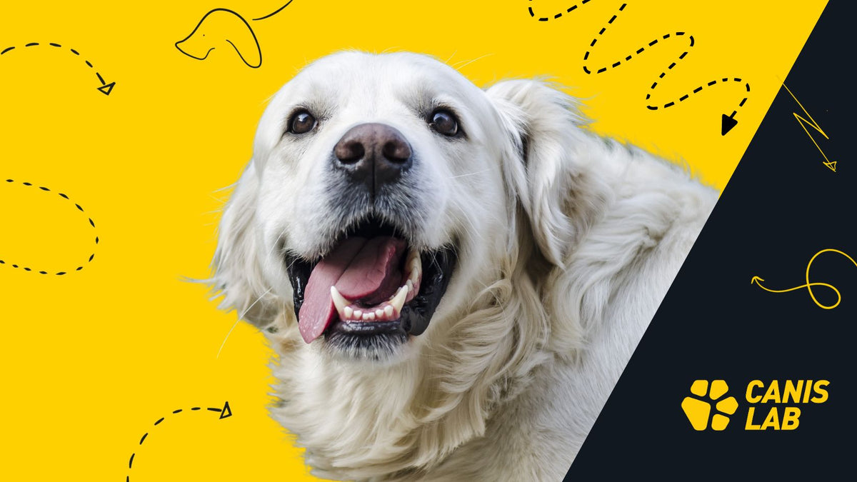 Jak zlepšit psychiku psa: zmírni stres i úzkosti– Canis Lab